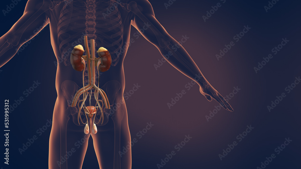 Male urinary and reproductive system 3D illustration Stock Illustration ...