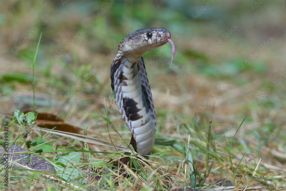 Equatorial Spitting Cobra ( Naja sumatrana) in attack position Stock ...