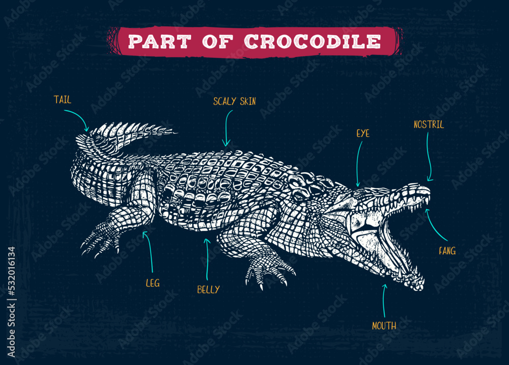 Crocodile vocabulary part of body vector illustration Stock Vector ...
