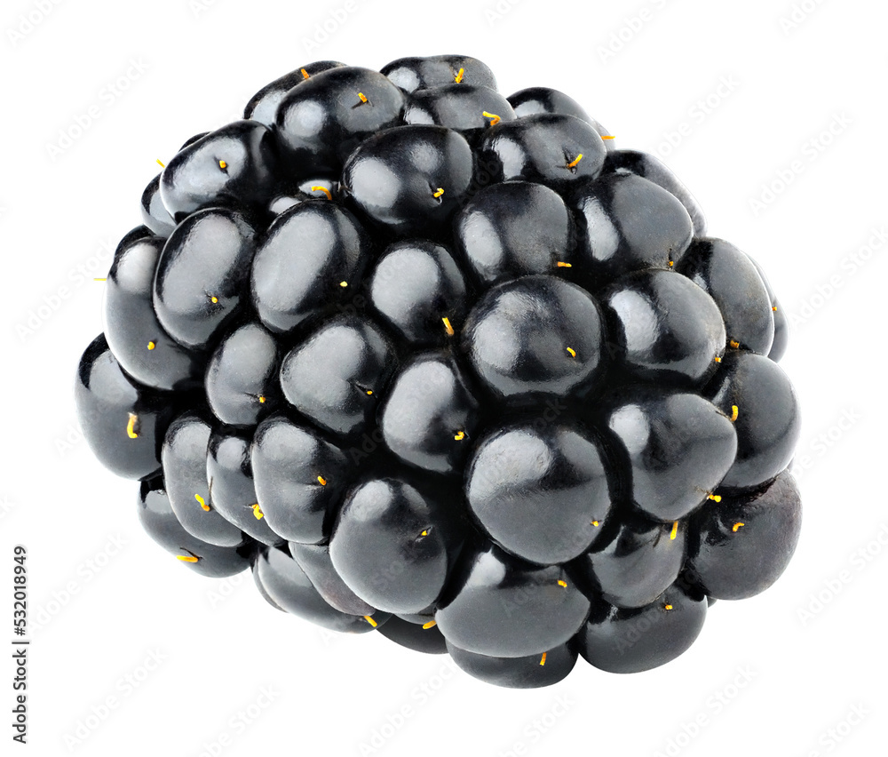 One blackberry Stock Photo | Adobe Stock