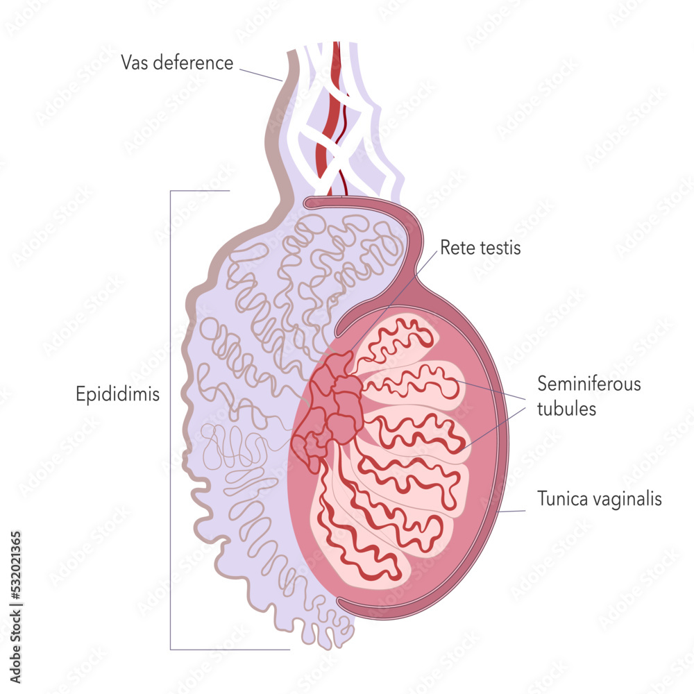 Fine Structure Of Human Testicle Anatomy Illustration Of Male Gonad
