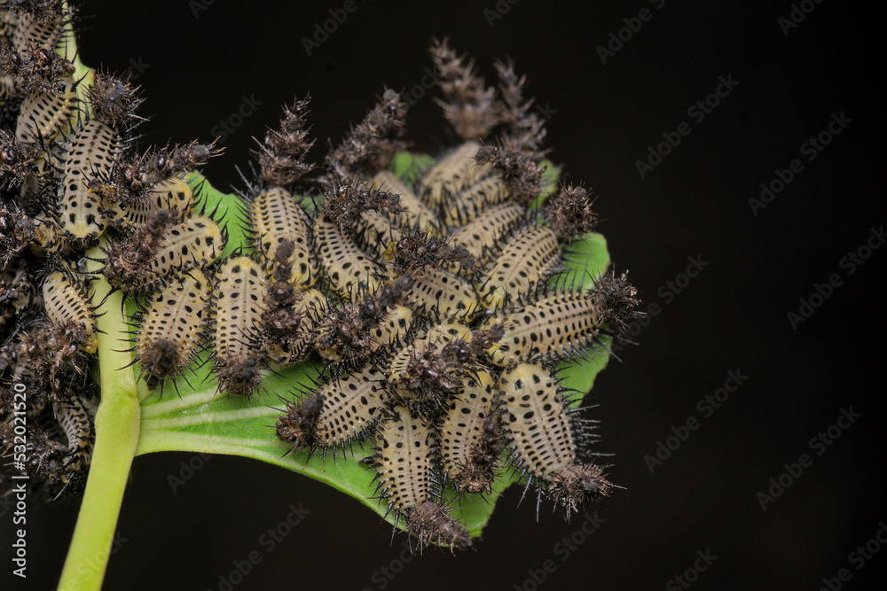 Tortoise beetle larvae colony on the plant leaf. Spiny tortoise beetle ...