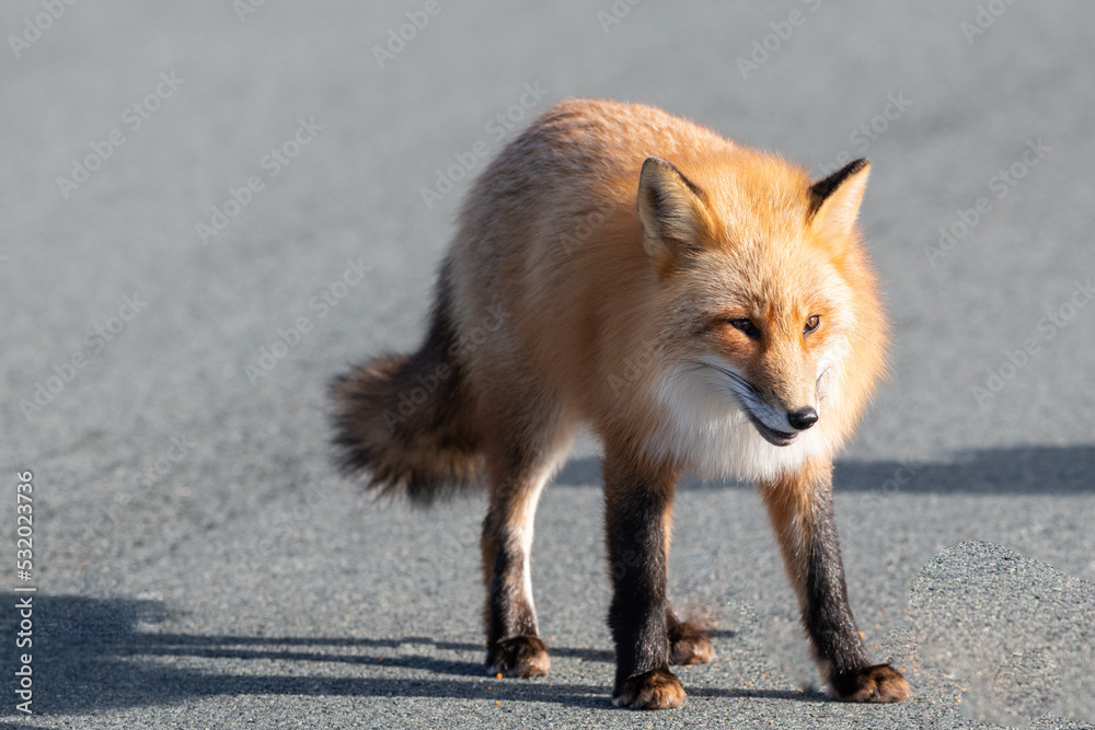 A cute young wild true red fox, Vulpes Vulpes, standing on all four ...