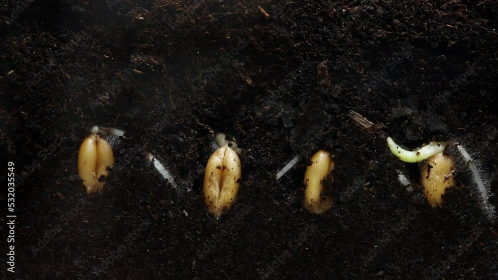Four wheat grains are sprouting under earth and young green seedlings ...