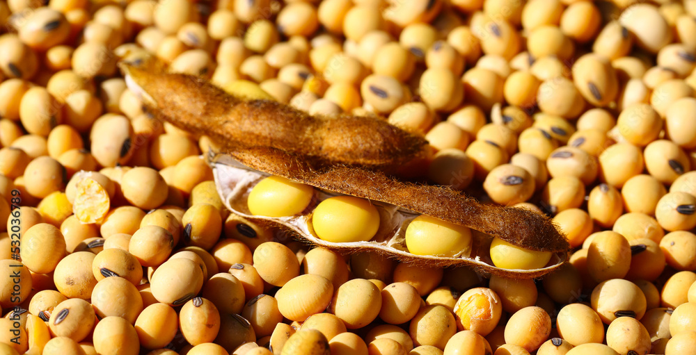 Ripe soybean seeds with beans in the pod. Soybeans, close. A stem with open soybean pods on a ...