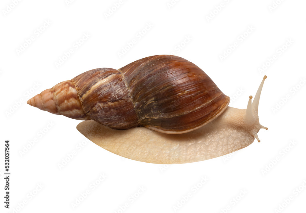 Giant African snail Achatina isolated on transparent background ...