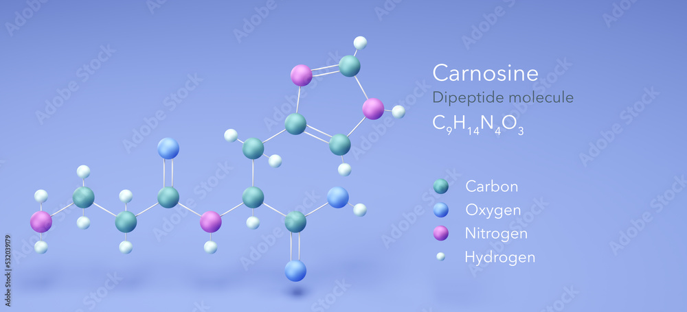 carnosine, molecular structures, Dipeptide molecule, 3d model ...