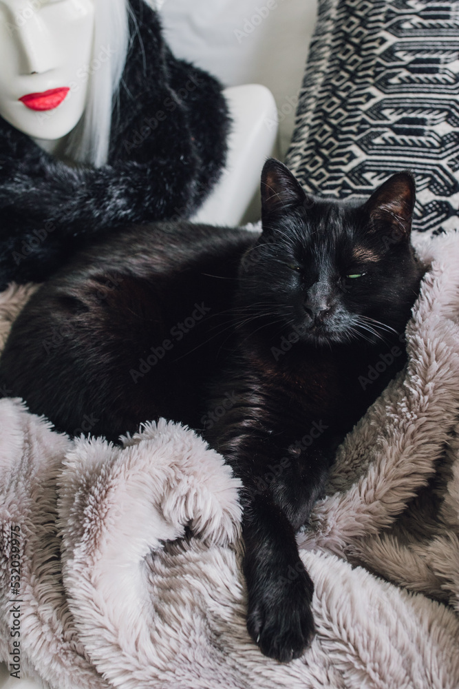 black cat pet napping on gray faux fur blanket with mannequin bust in ...