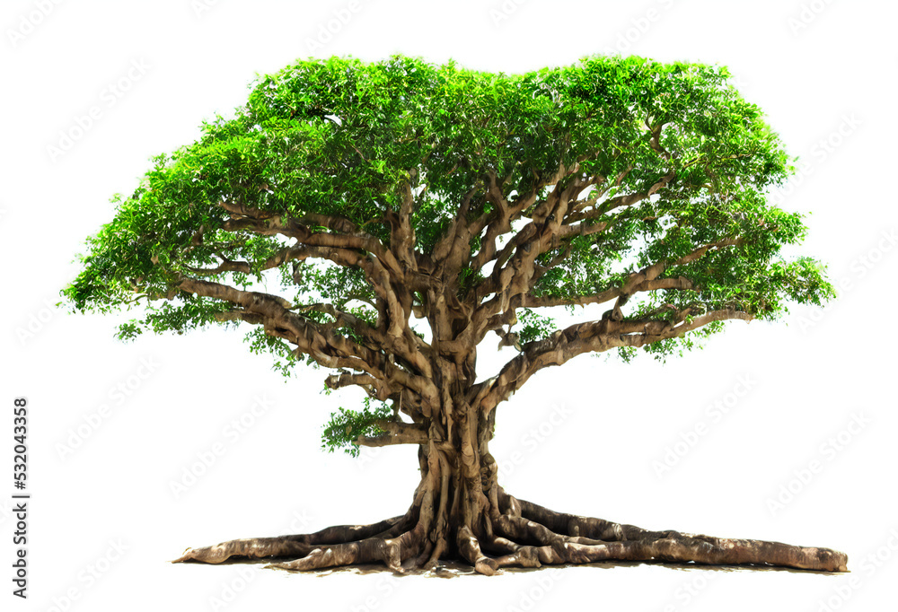 Banyan Tree Images Clip Art