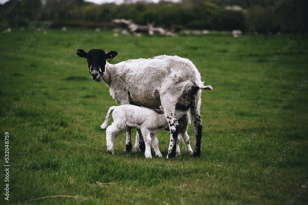 Sheep on the farm. Green field with lush grass. Sheep with little lambs ...