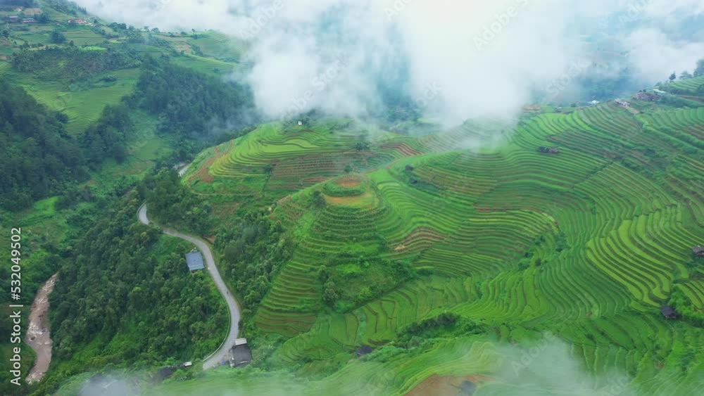 Drone view,Vietnamese rice fields are seasonal because they are planted ...