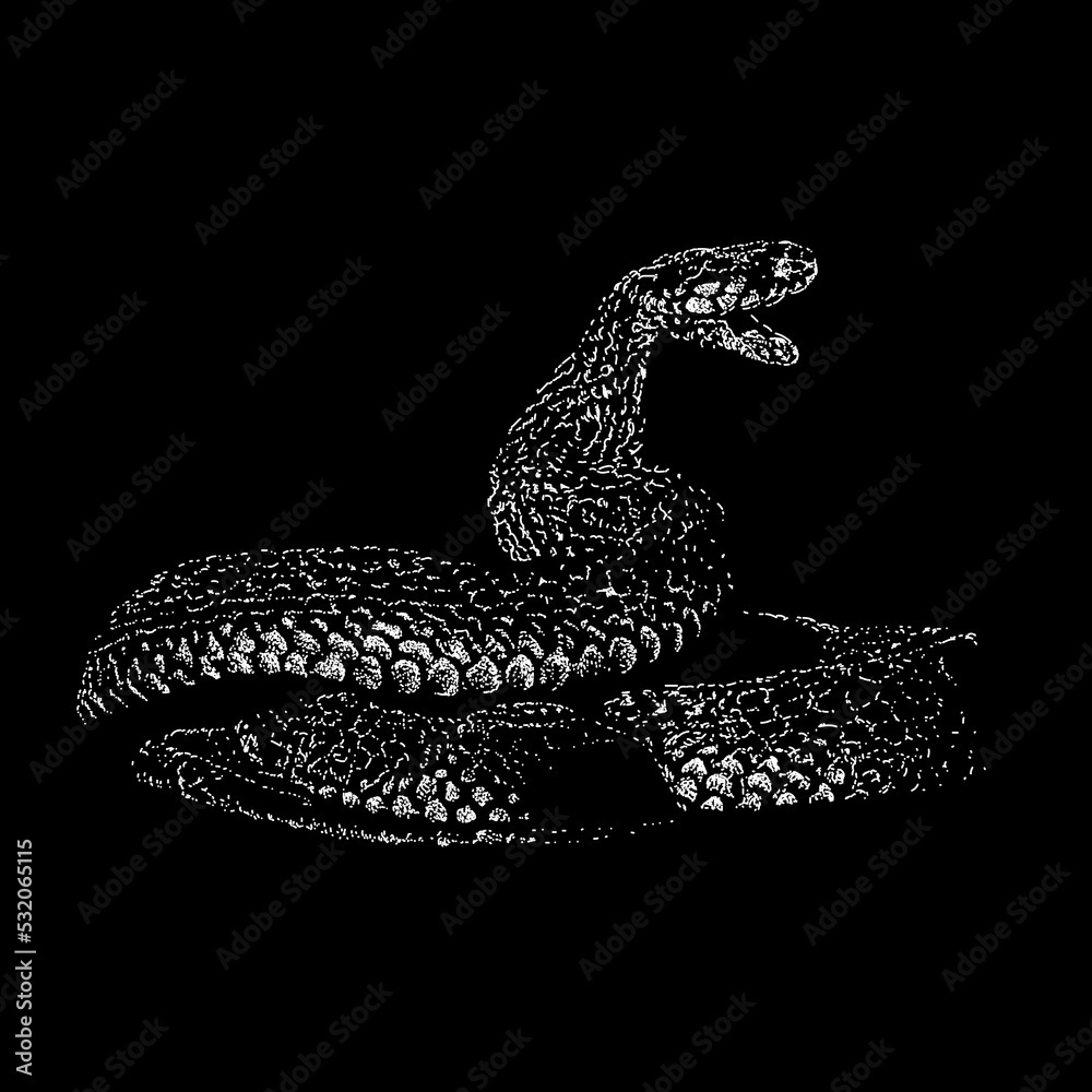 Spitting Cobra Drawing