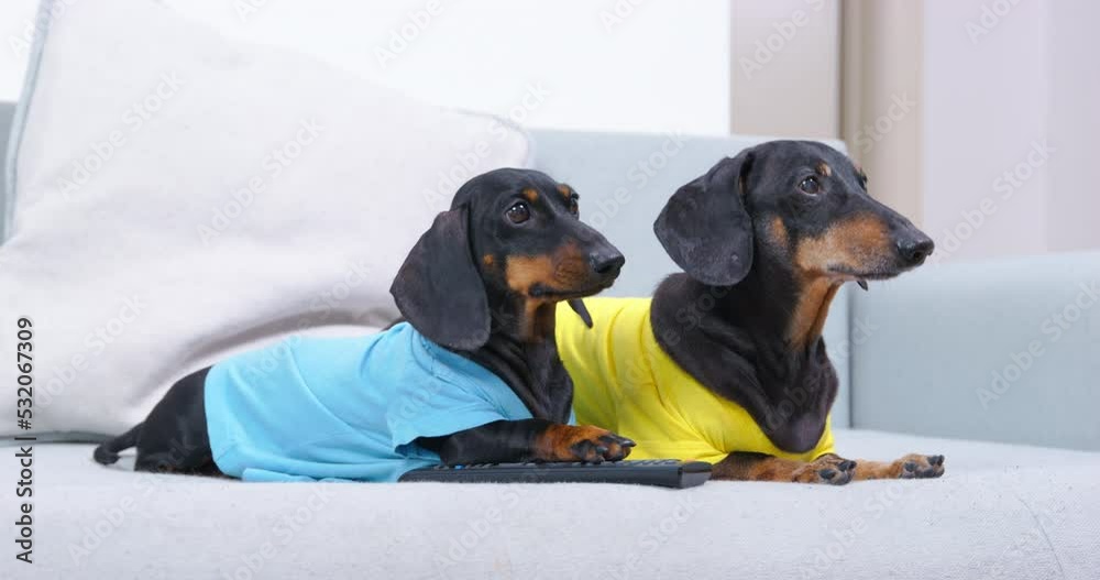 Two dogs watching tv show movie or series on sofa switching channels ...