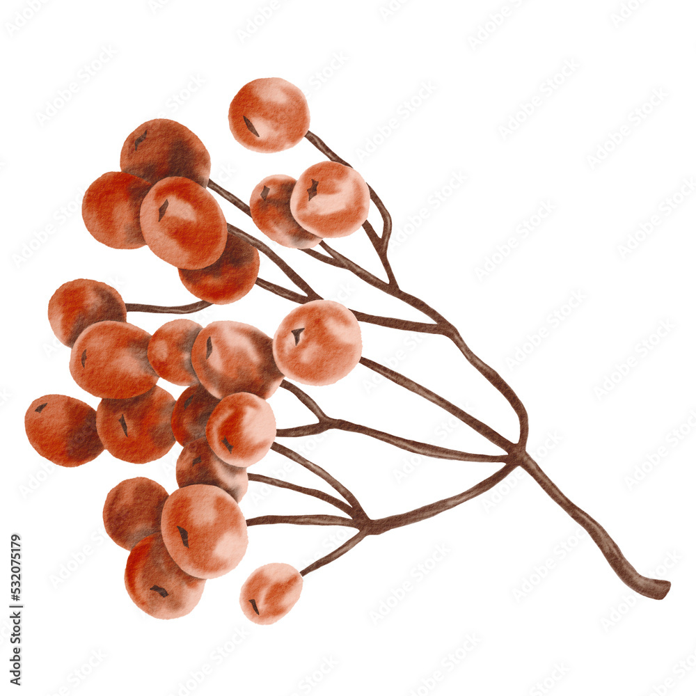 Winter Berries PNG Clipart Illustration Stock Illustration | Adobe Stock