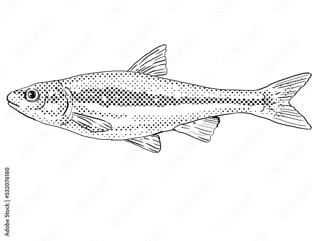 Cartoon style line drawing of a Silverjaw minnow or Ericymba buccata a ...