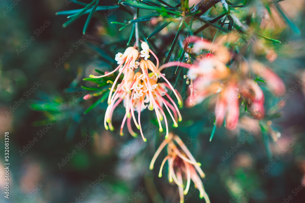native Australian grevillea semperflorens plant outdoor in beautiful ...