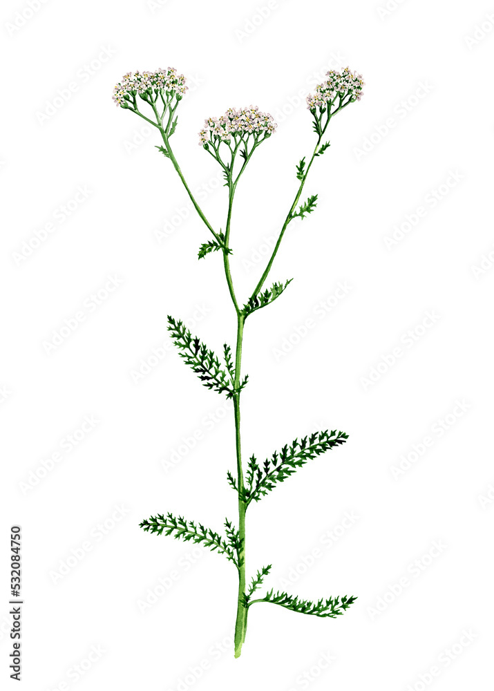 Yarrow Drawing