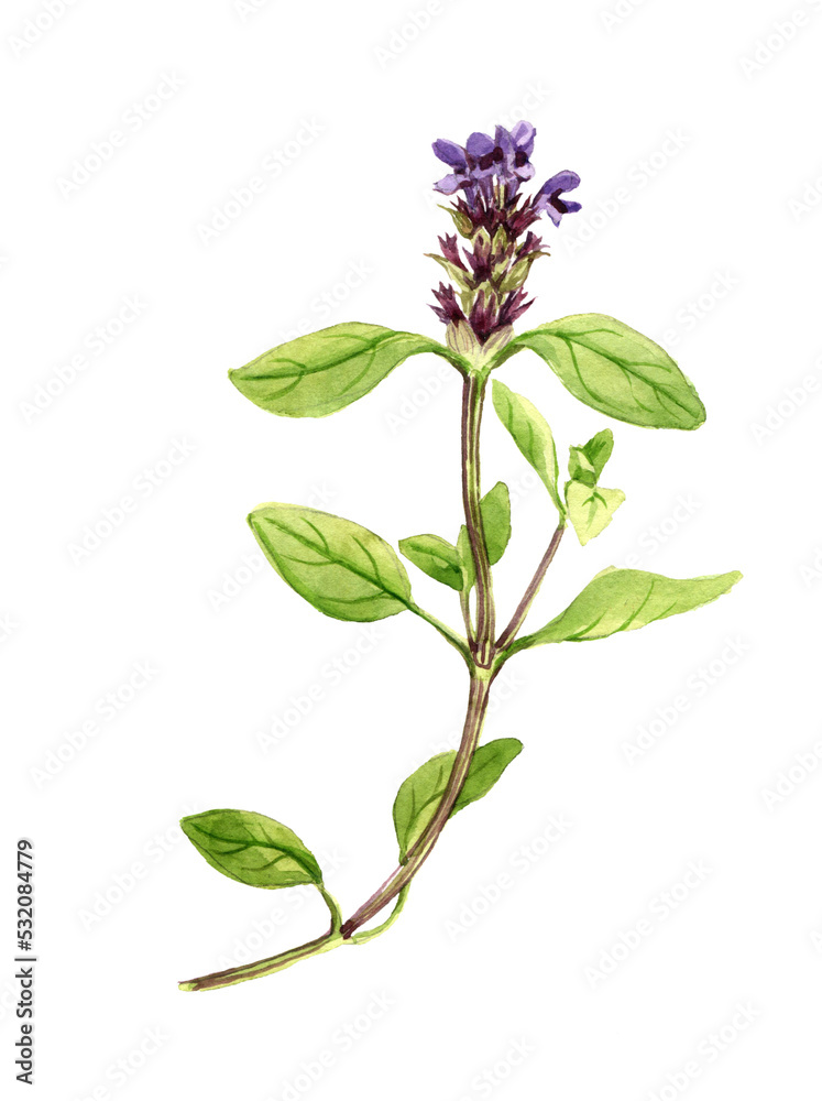 watercolor drawing plant of common self-heal, Prunella vulgaris , hand ...