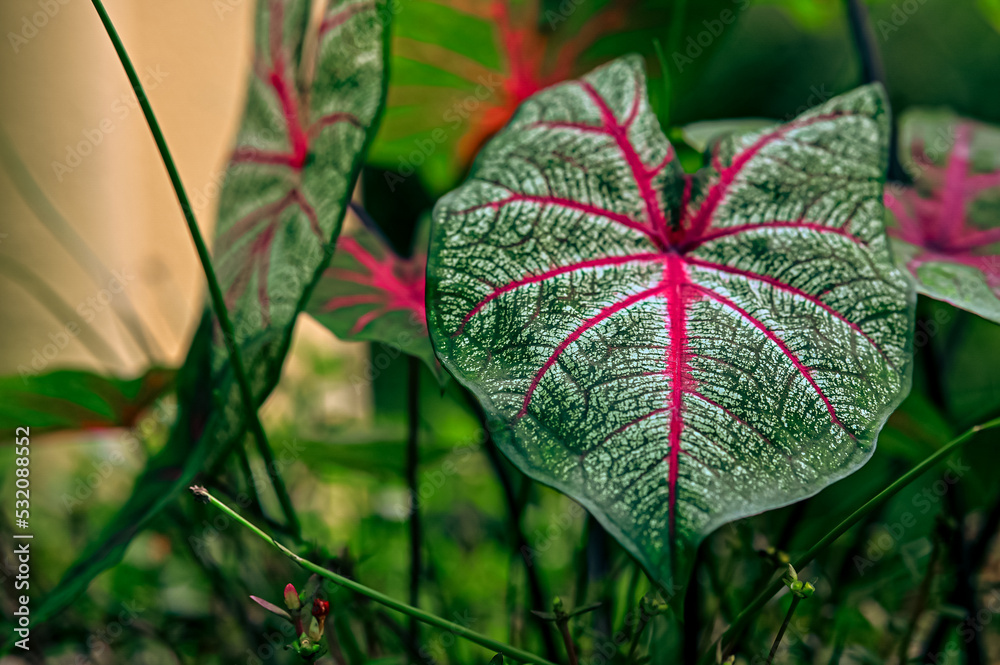 Caladium Bicolor leaf. Green Leaf with Red Strips. Caladium bicolor ...