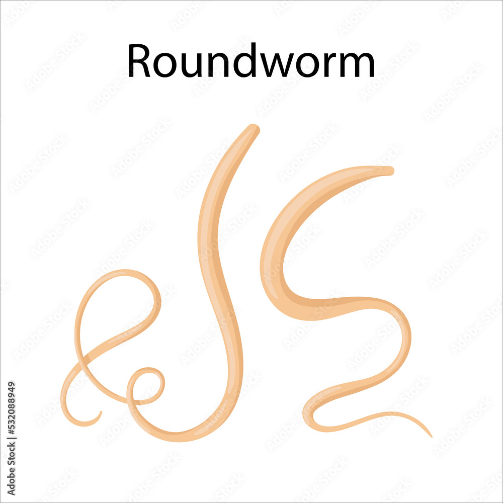 parasites worms in domestic animals roundworm Stock Vector | Adobe Stock