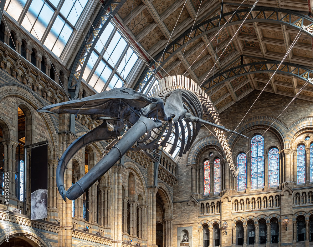 London, United Kingdom. Circa September 2022. Blue whale skeleton in ...