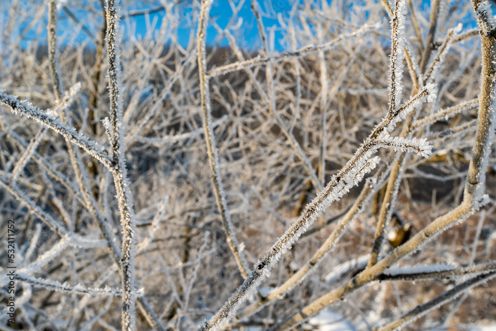 frozen tree branches in winter season. winter view winter background ...