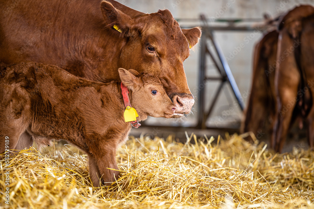 Calf and cow standing next to each other inside cattle farm. Stock ...