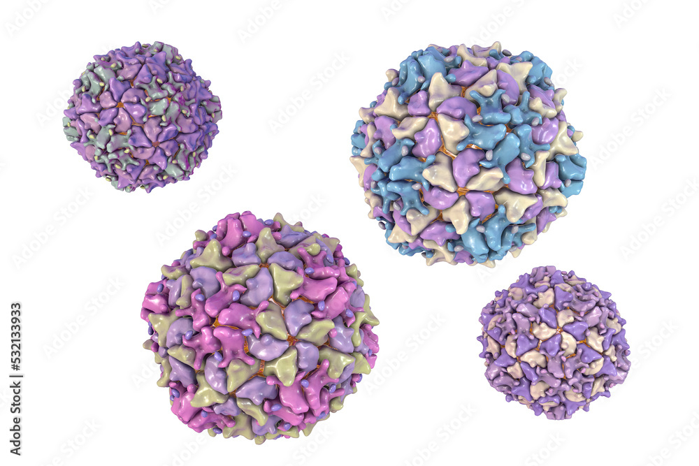 Poliovirus, an RNA virus from Picornaviridae family that causes polio ...