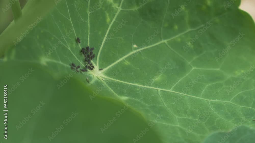 Plant Infested With Crawling Bugs in a garden vídeo do Stock | Adobe Stock