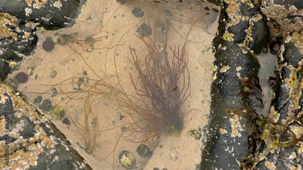 Vídeo do Stock: A slow panning shot over still water in a rock pool ...