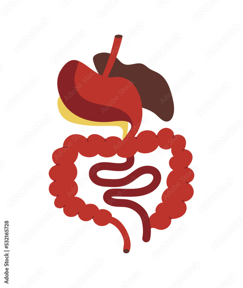 Human digestive system icon in cartoon style. Body anatomy element ...