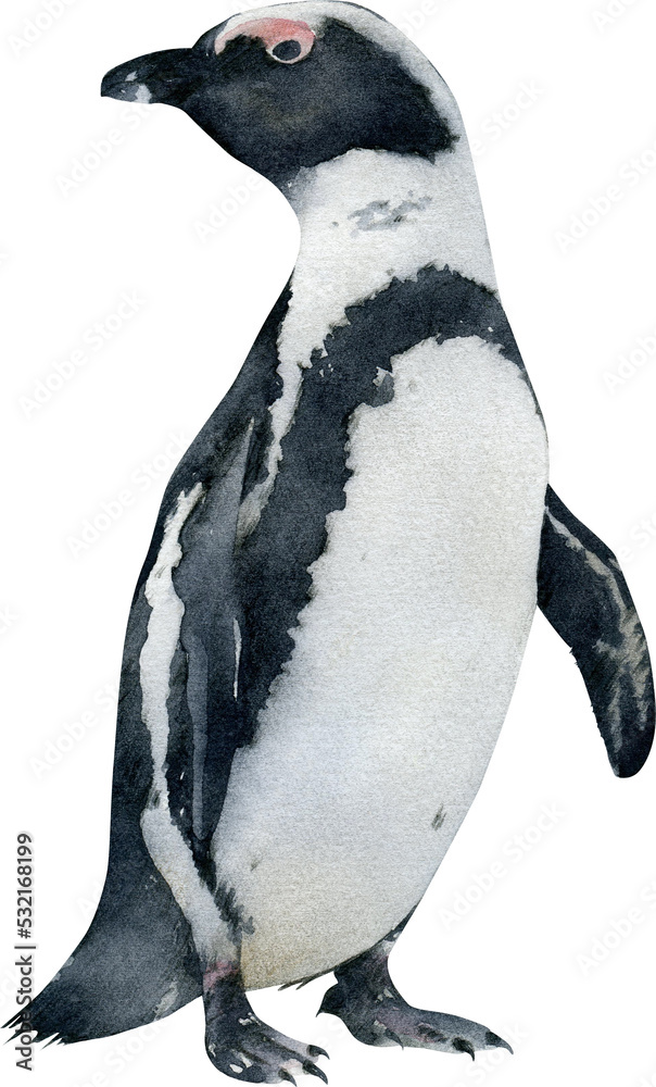 Hand-drawn watercolor African penguin illustration isolated on ...