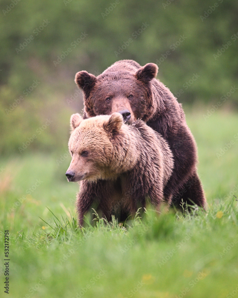 Brown bear couple mating front view in the meadow in the forest in the ...