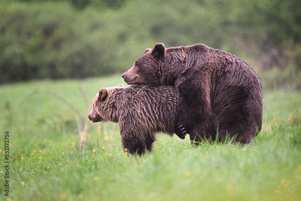 Foto de Brown bear couple mating side view in the meadow in the forest ...