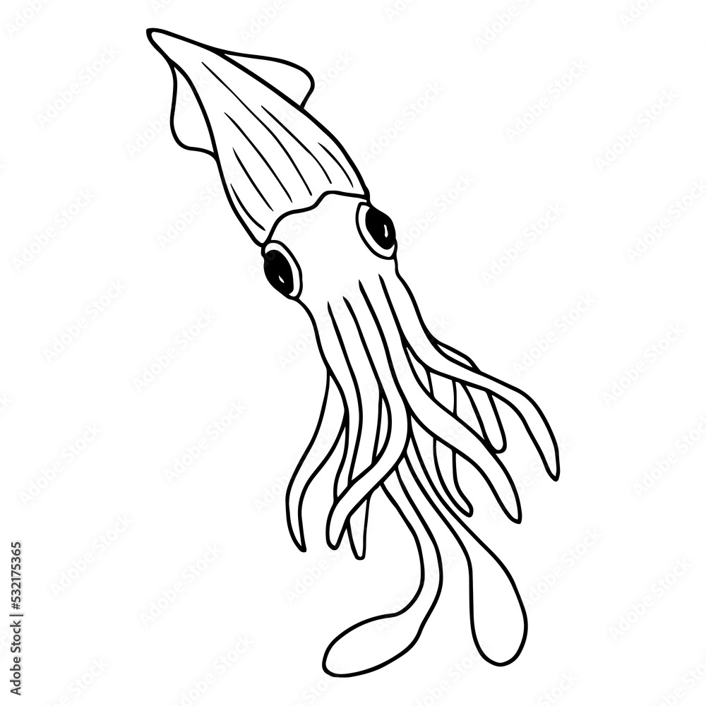 Squid, black outline. Vector isolated illustration. Hand-drawn ...