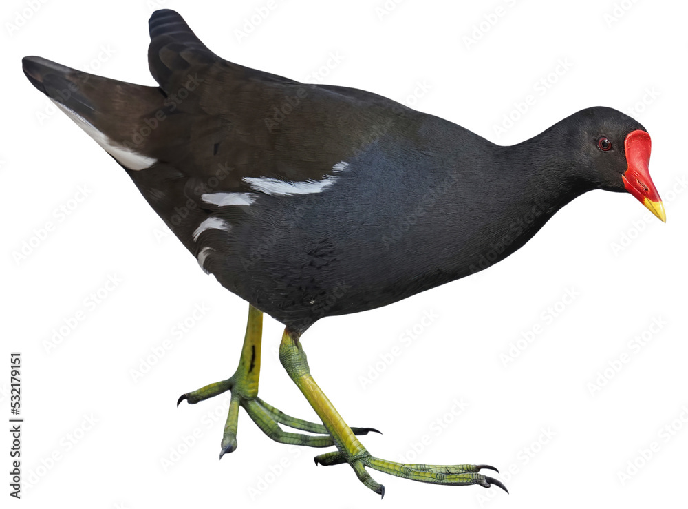 Moorhen (Gallinula chloropus), PNG, isolated on transparent background ...