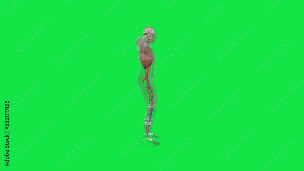 Medical Organ System Animation Video. Green Screen Video. Digital model ...