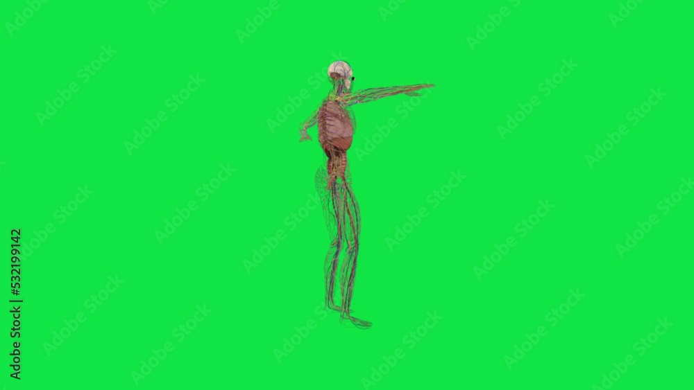 Medical Organ System Animation Video. Green Screen Video. Digital model ...