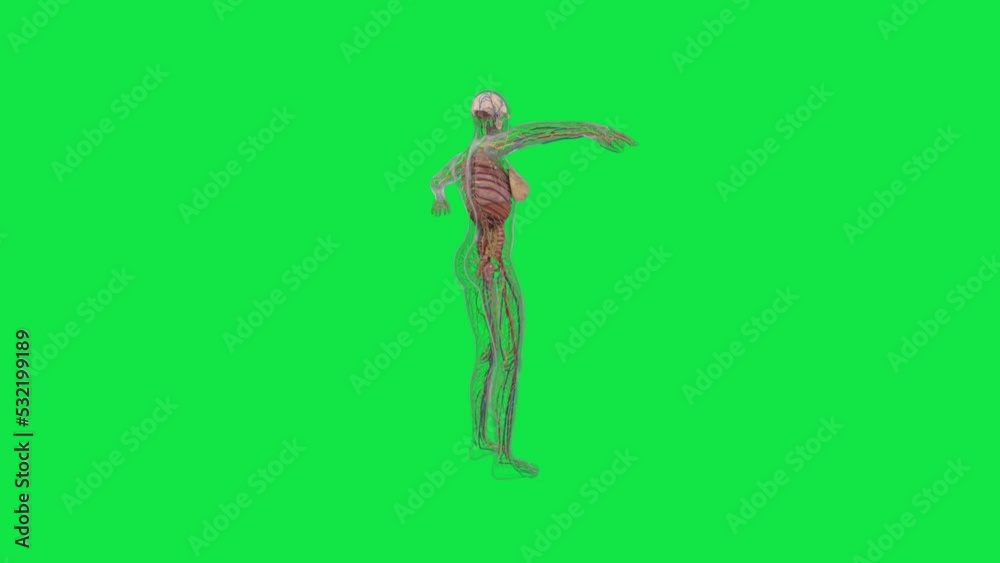 Medical Organ System Animation Video. Green Screen Video. Digital model ...
