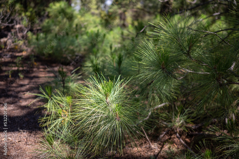 Pinus canariensis or the Canary Island pine young shoots background ...