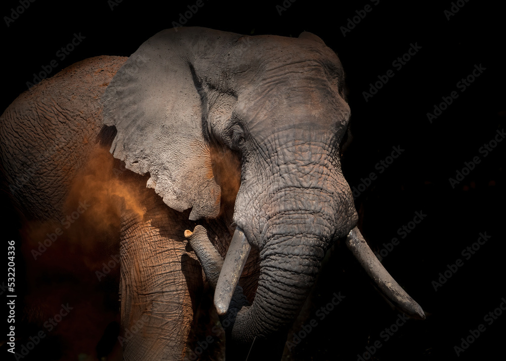 Poster close up of African elephant, blowing red dust with his trunk ...