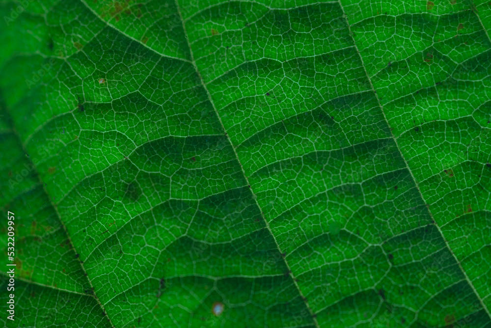 Tropical Green Leaf Pattern In the garden, a background of dark green ...