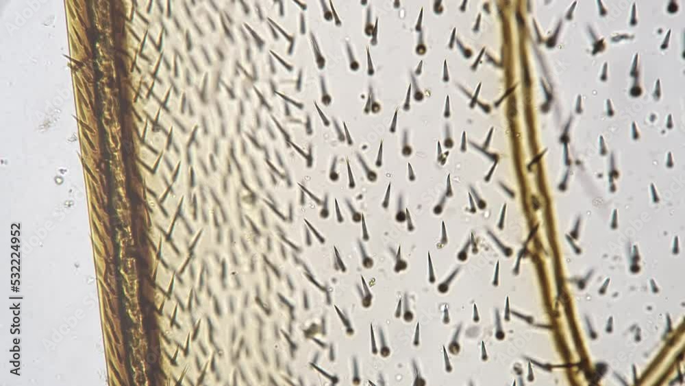 Microscope footage of hairy honeybee wing under 200x on bright field ...