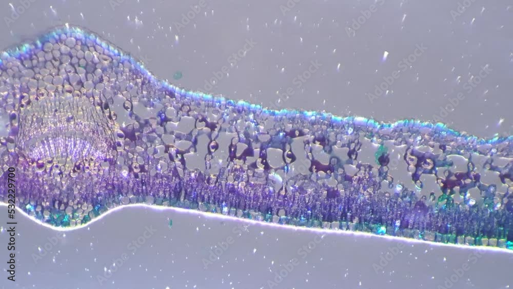 Jasminum nudiflorum leaf filmed under microscope 100x in transversal ...