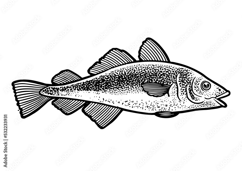 Atlantic cod fish sketch PNG illustration with transparent background ...
