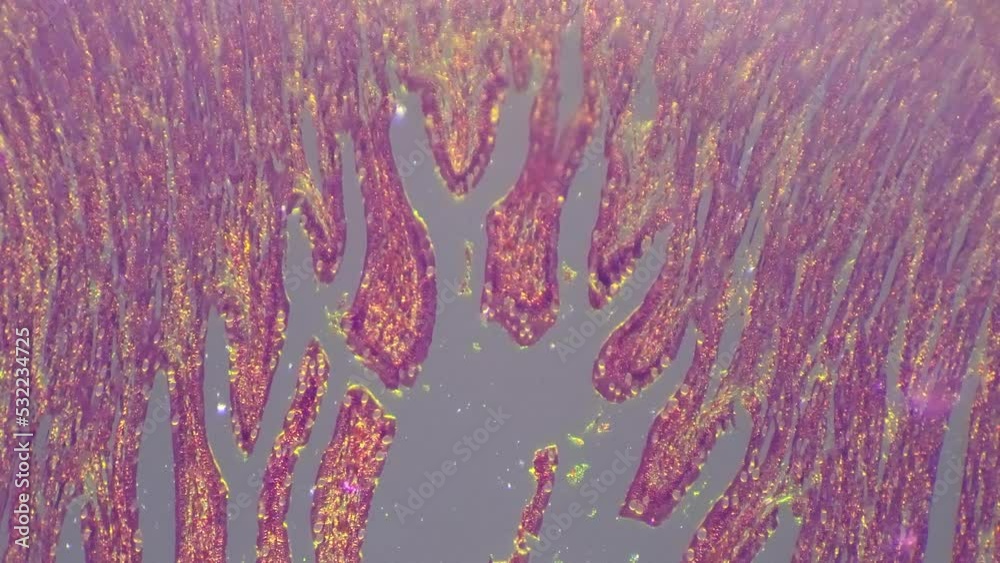 Isolated macro footage of smooth human muscle under microscope 100x ...