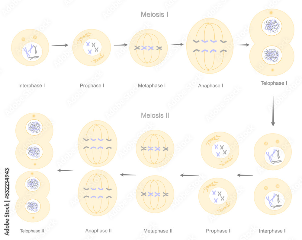 The Meiosis stages of reproductive cell division that contain the ...