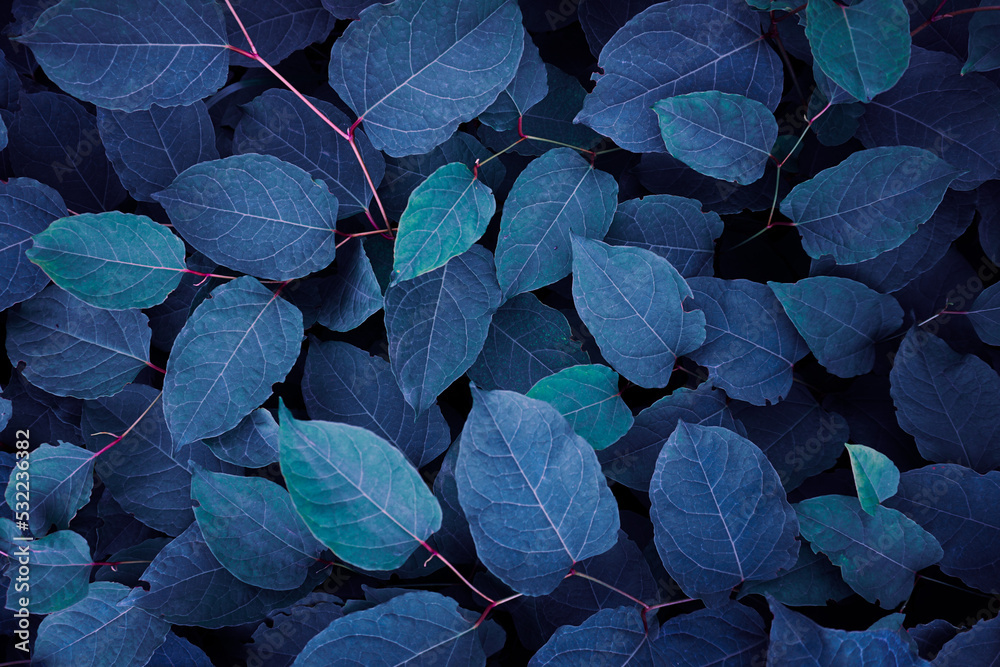 blue plant leaves in the nature in fall season, blue background Stock ...