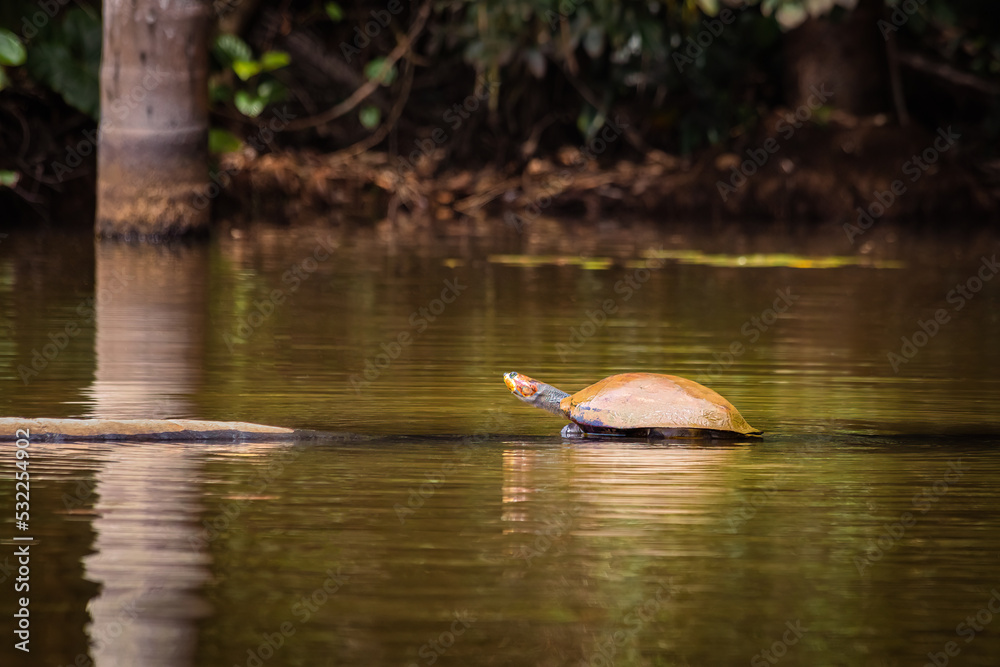 Arrau turtle (Podocnemis expansa) also known as the Giant giant Amazon ...