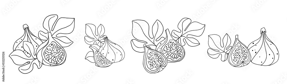 Set of botanical line sketches of fig fruits. Vector graphics. Stock ...